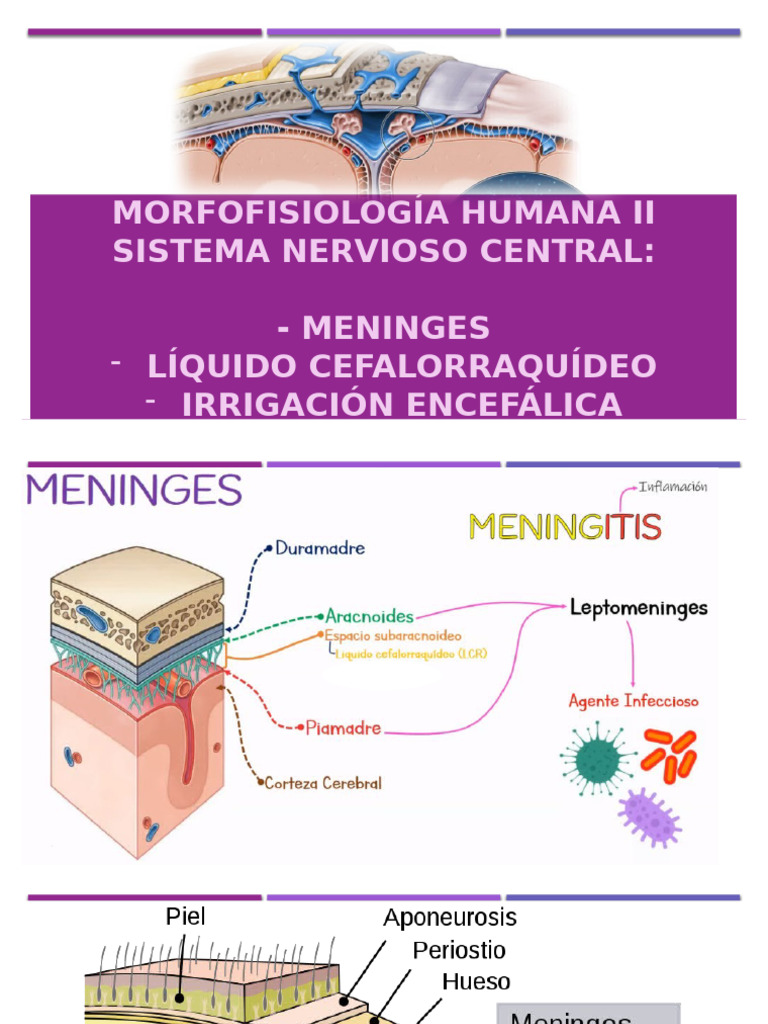 Meninges | PDF