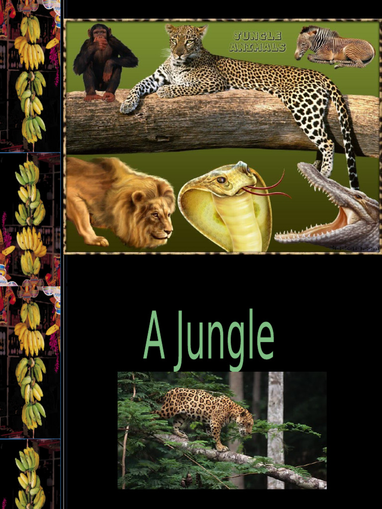 Monkeys Picture Description Exercises 11580 | PDF