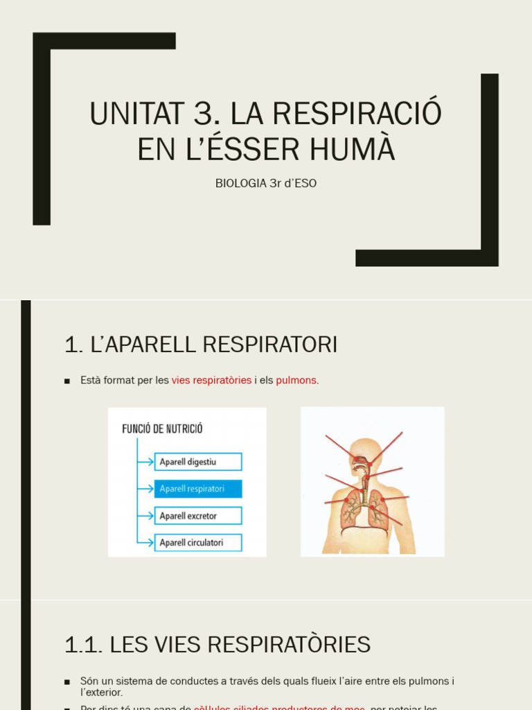 Unitat 3 Respiratori I Excretor | PDF