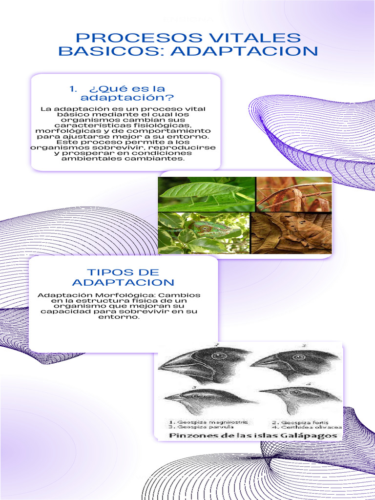 PROCESOS VITALES BASICOS ORDEN (2) | PDF