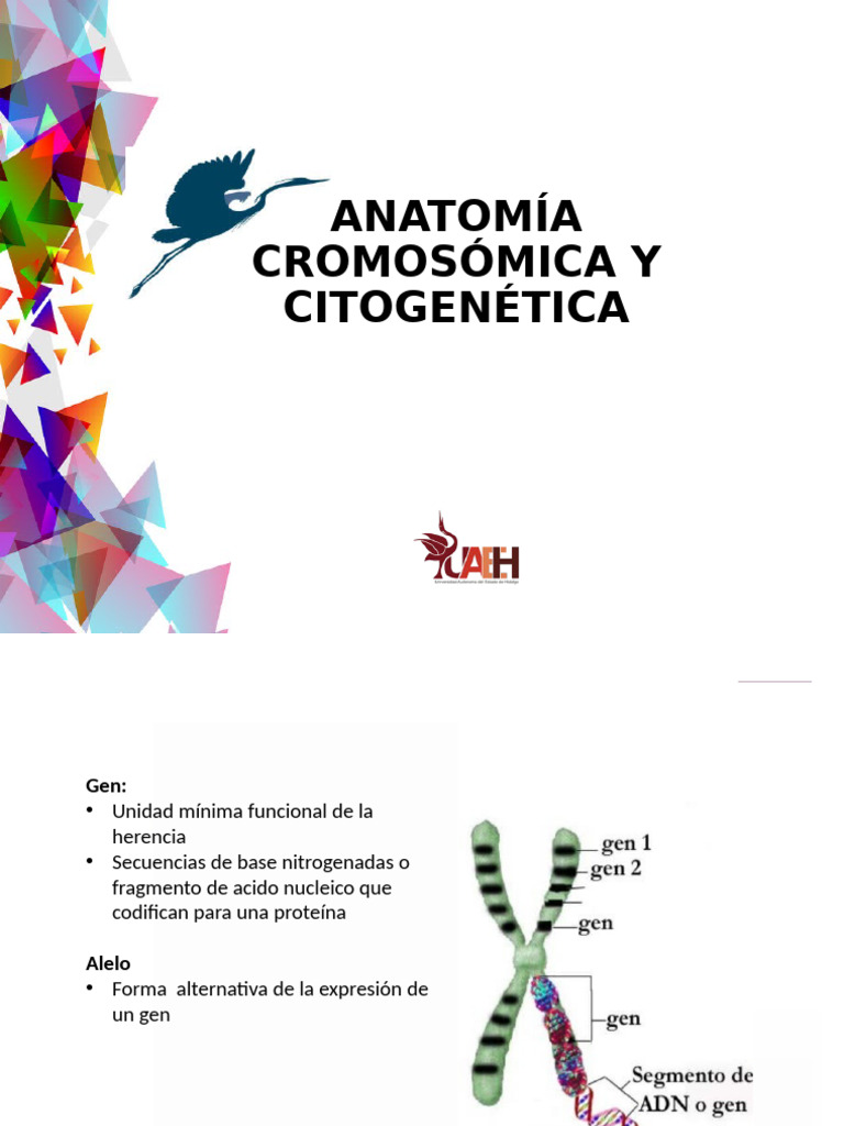 5 Anatomía Cromosómica y Citogenética 22 de Agosto 2023 | PDF | Adn | Cromosoma