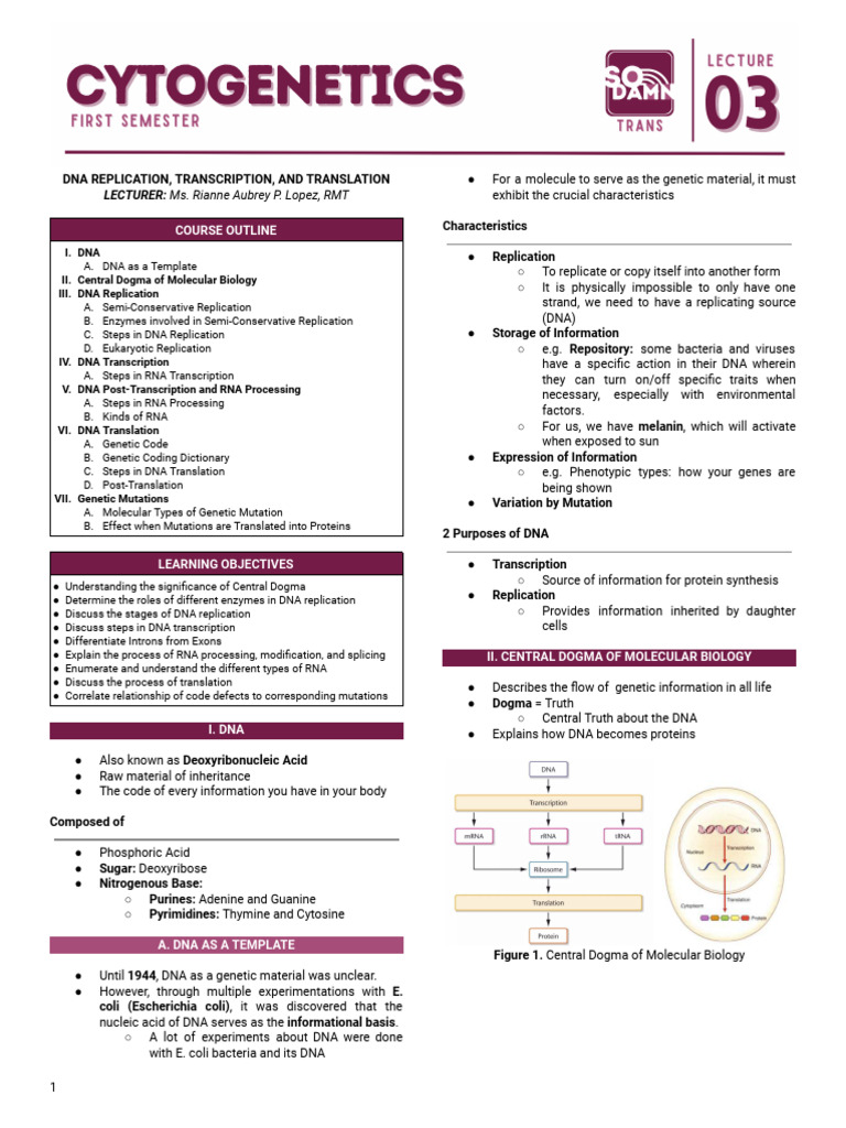Cyto - Lec 3 - Dna Replication, Transcription, and Translation | PDF ...