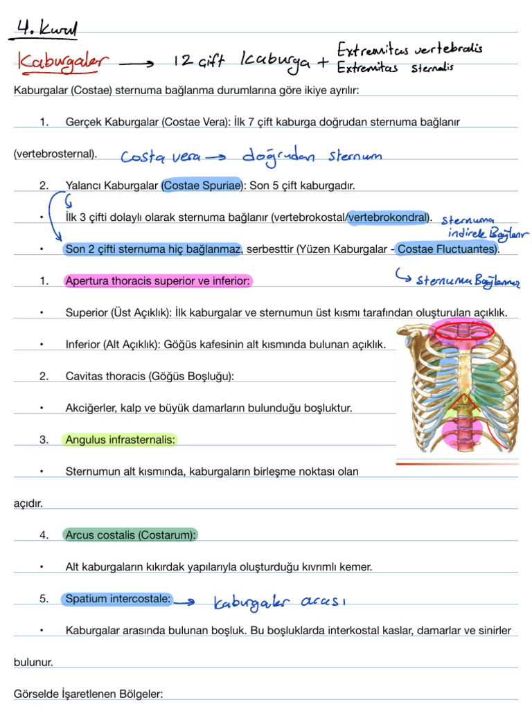 Anatomi 4.kurul 2 | PDF