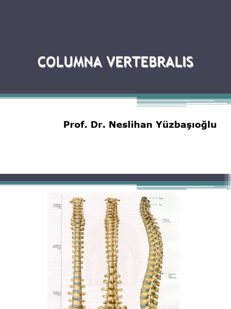 Columna Vertabralis (1) | PDF