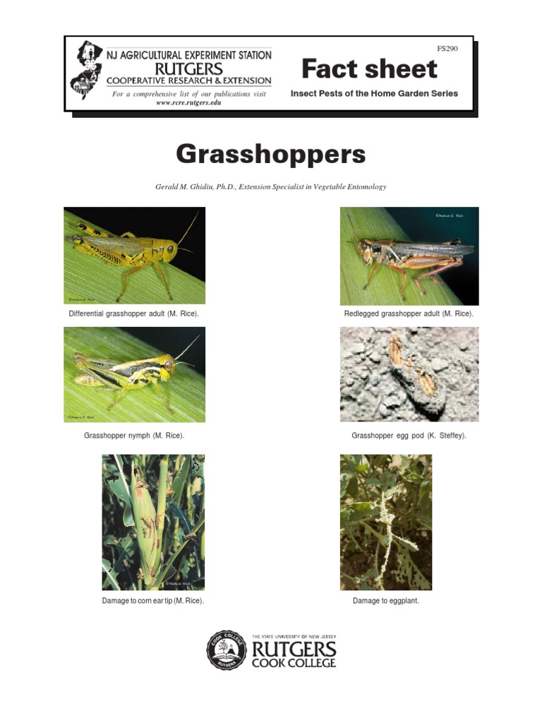 Grasshoppers | PDF | Organisms | Insects
