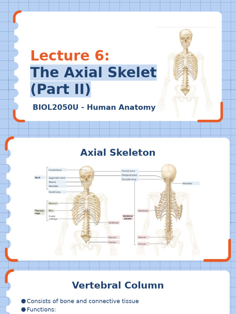 BIOL2050U - Lecture 6 The Axial Skeleton (Part II) - Post-1 | PDF | Vertebra | Vertebral Column