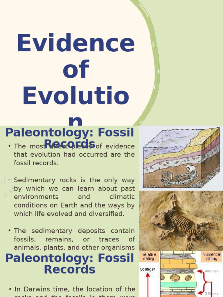 Evidence of Evolution | PDF | Fossil | Paleontology