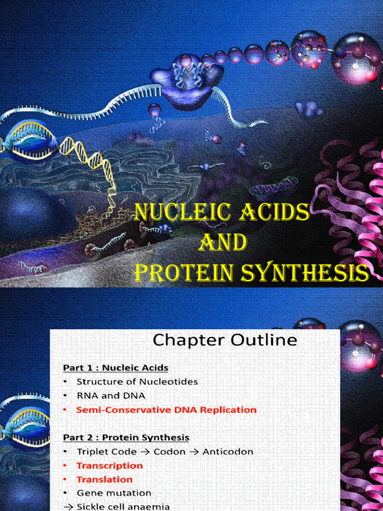 Chapter # 6 Nucleic Acids and Protein Synthesis (Updated) | PDF