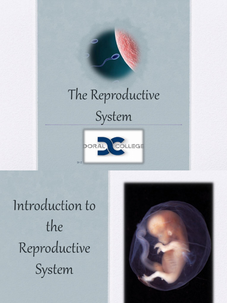 Reproductive System PPTz | PDF | Menstrual Cycle | Testicle