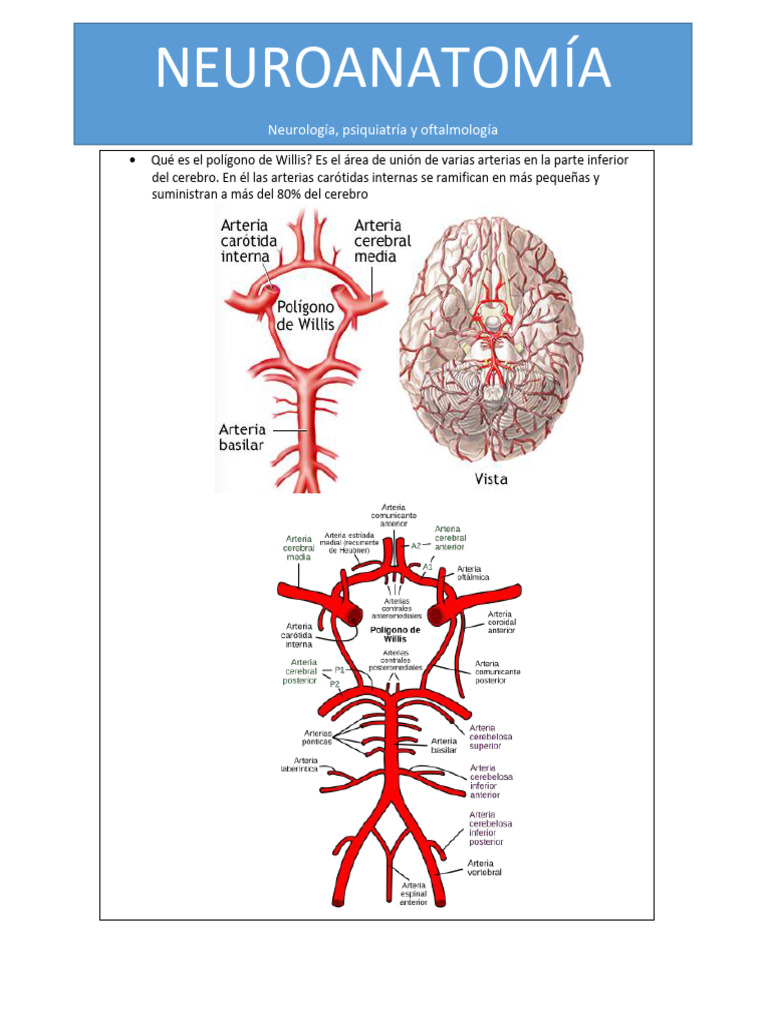 Neuroanatomía | PDF | Médula espinal | Cerebelo