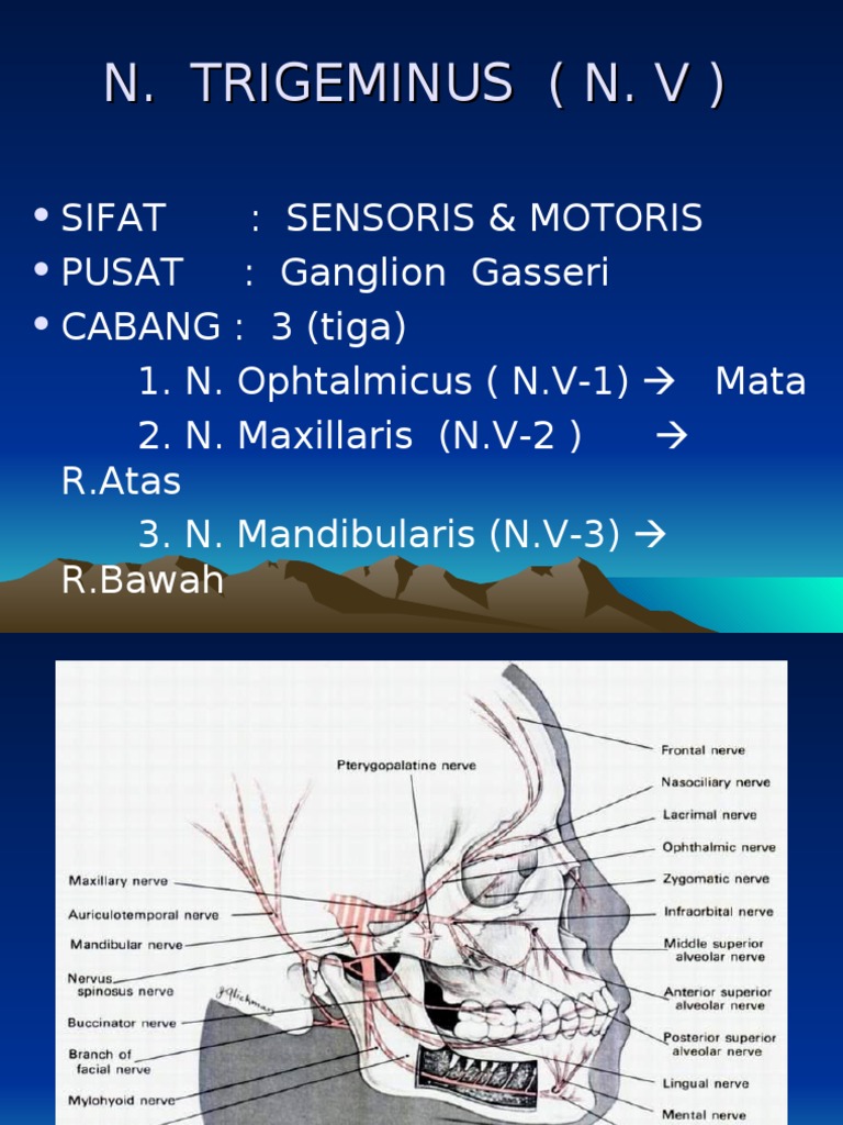 NERVUS | PDF