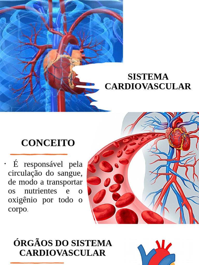 Sistema Cardiovascular: Estrutura e Função | PDF
