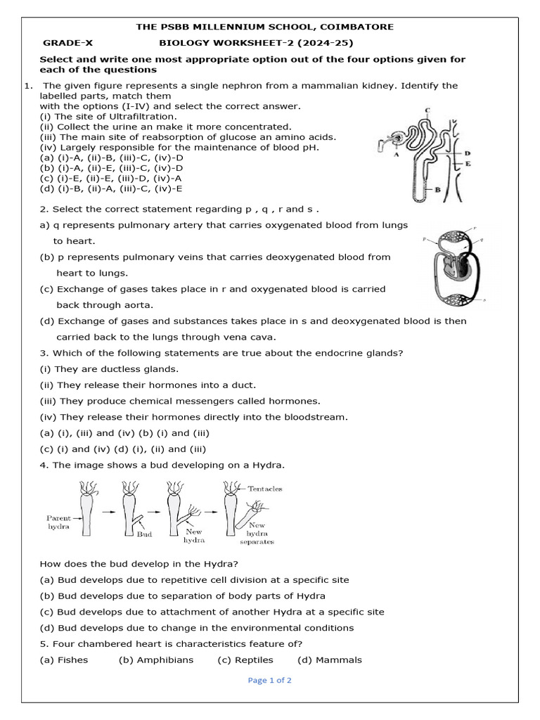 X STD Biology WS-2 2024-251725100105 | PDF | Reproduction | Blood