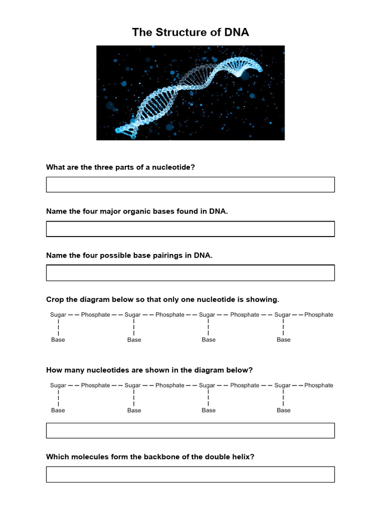 The Structure of DNA | PDF