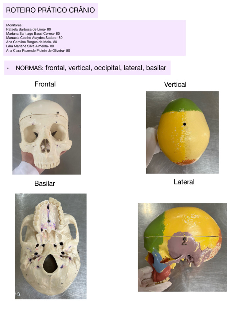 Roteiro Prático Anato 1 | PDF | Vértebra | Anatomia dos primatas