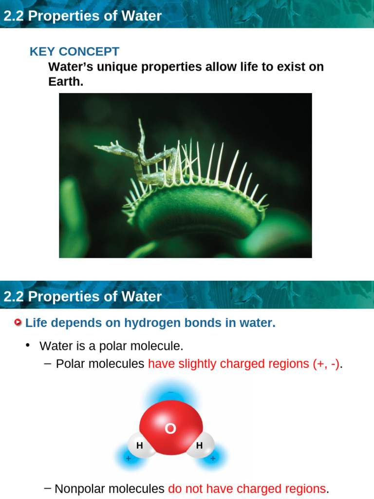 Properties of Water | PDF