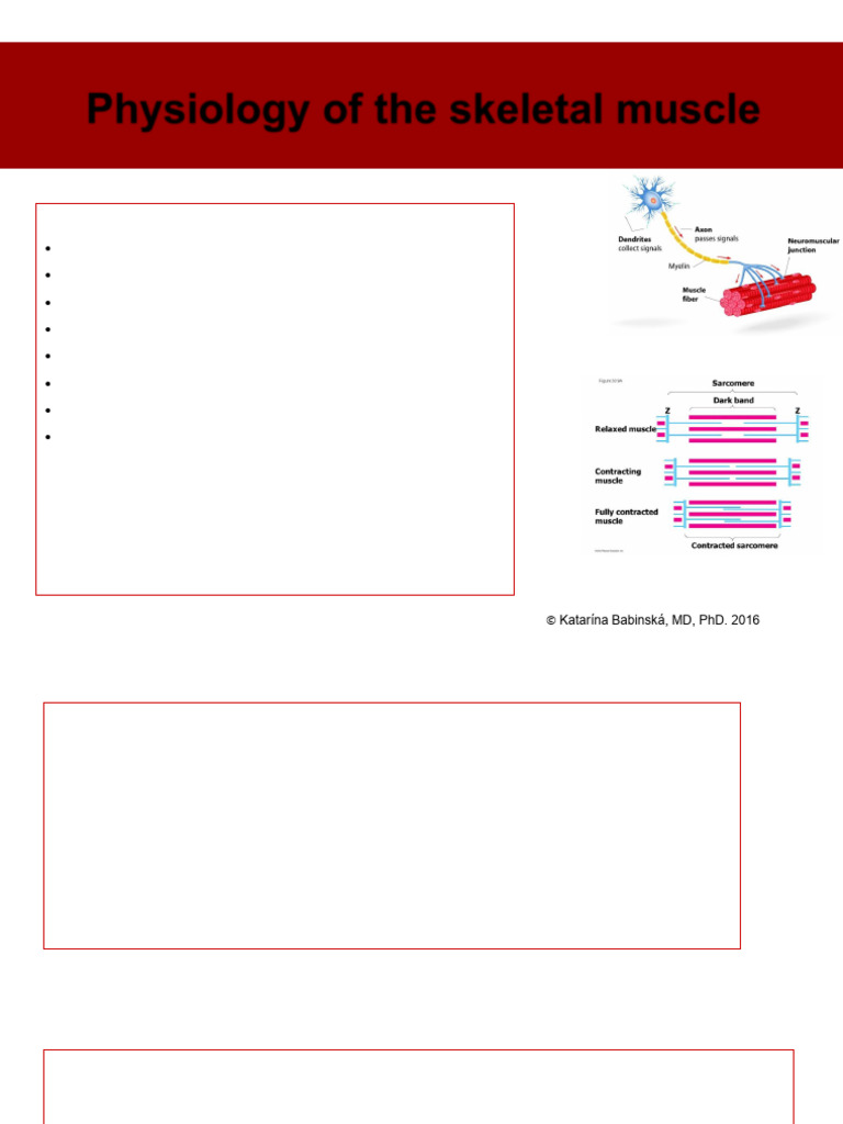 Muscle Physiology 1819 | PDF | Muscle Contraction | Skeletal Muscle