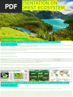 Wildlife in Rainforest Layers | PDF