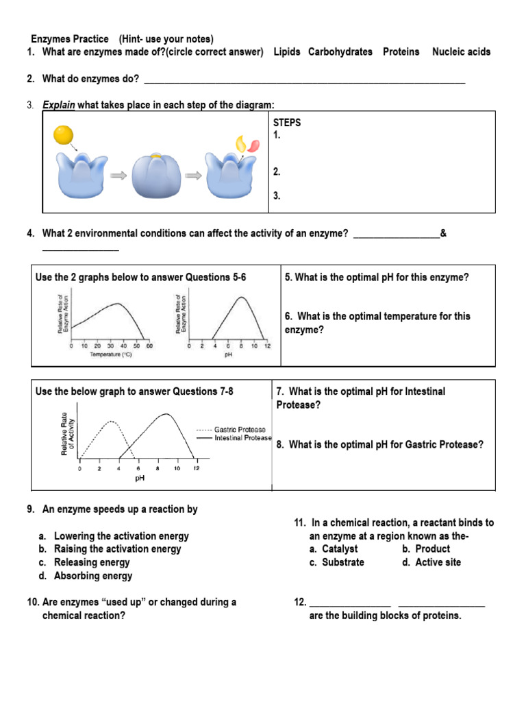 Enzymes Practice | PDF