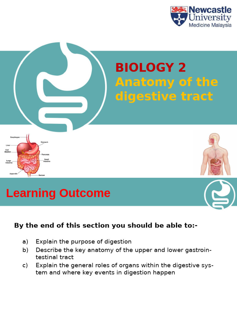 Digestive System PPT 2020 | PDF | Human Digestive System | Digestion