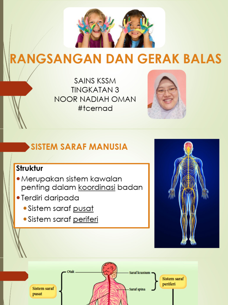 Gerak Balas dan Rangsangan Tingkatan 3 | PDF