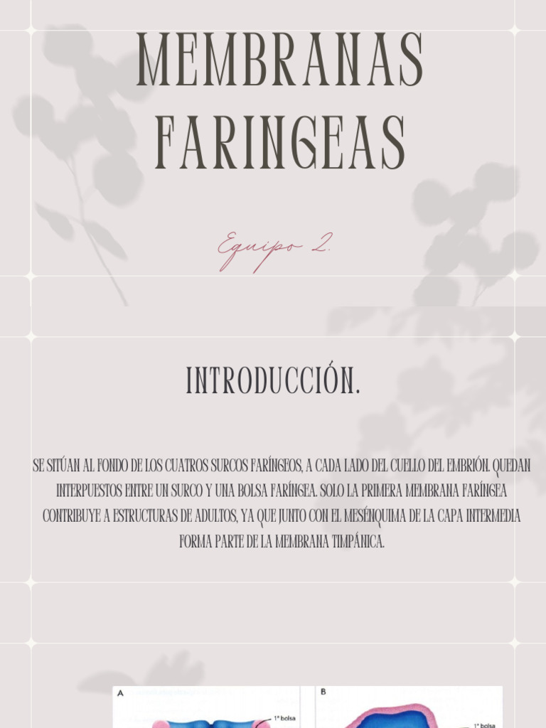 Estructura y funciones de membranas faríngeas | PDF | Oído | Membrana ...