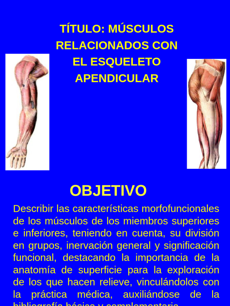 Músculos Apendicular.M.superiores e Inferiores | PDF | Articulaciones ...