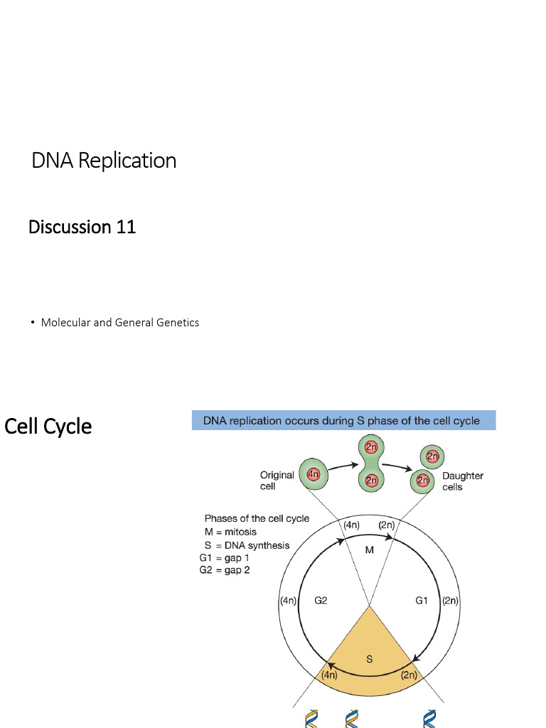 261 Discussion 11 DNA Replication | PDF