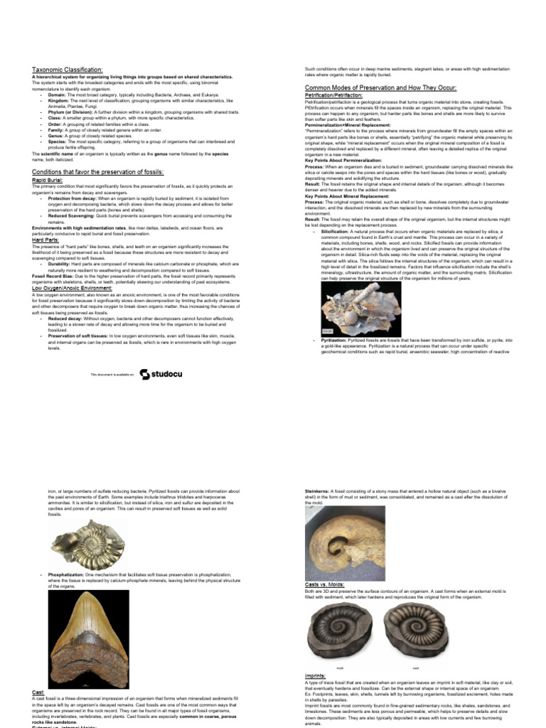 Fossils Binder - Division C | PDF | Fossil | Decomposition