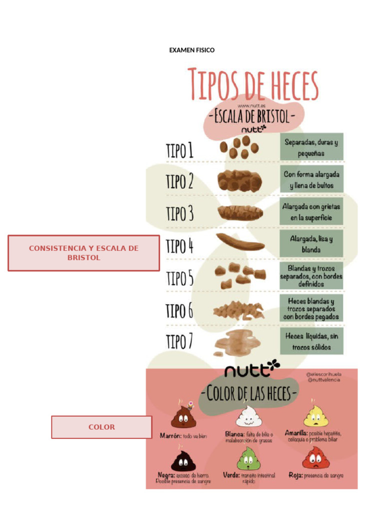 Examen Coprológico y Microscópico | PDF | Heces