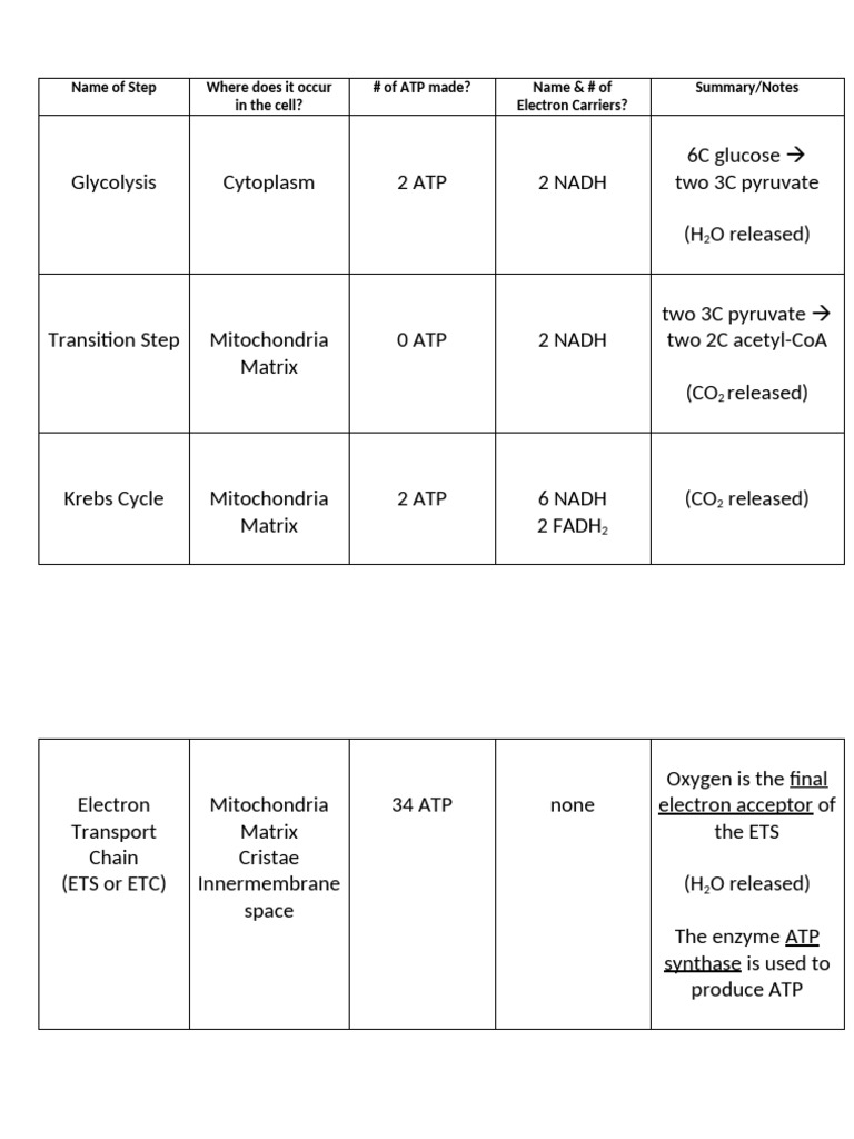 2012 Cellular Respiration Steps Summary | PDF