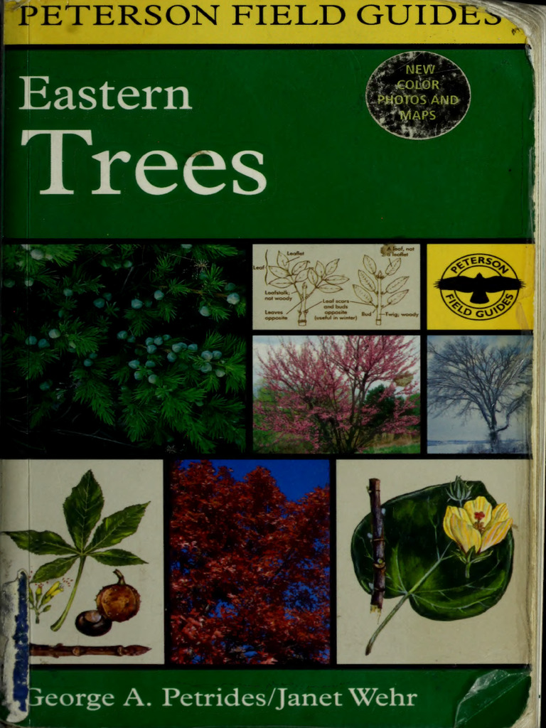 Trees | PDF