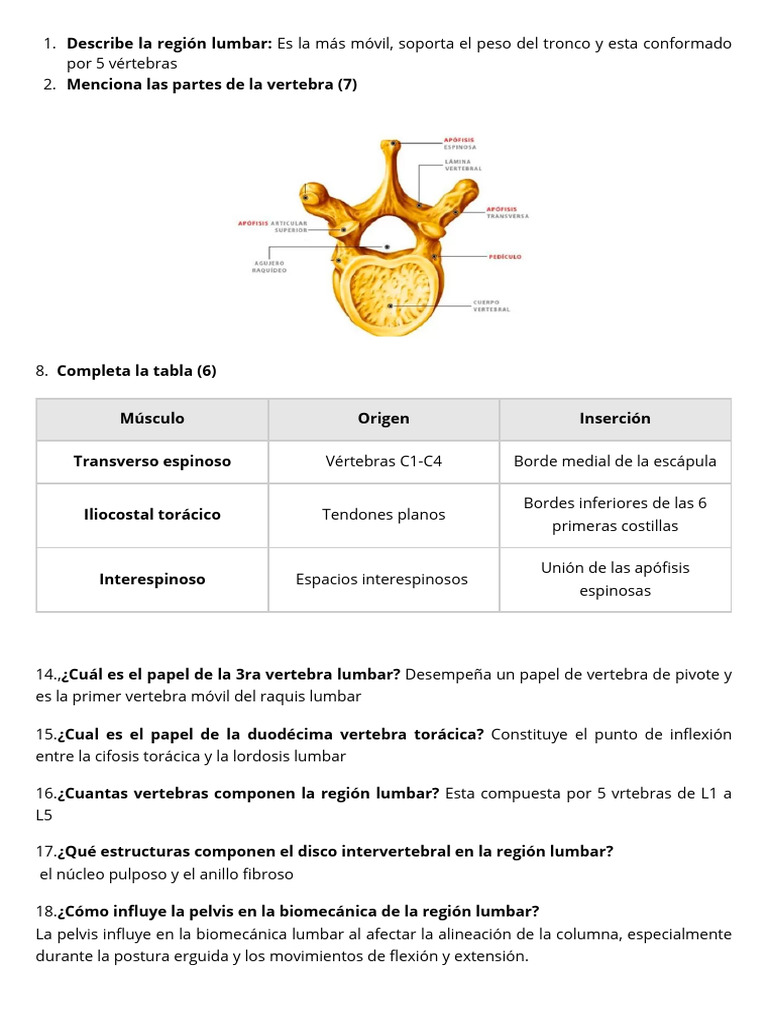 Biomecánica y Estructura de la Región Lumbar | PDF | La columna ...
