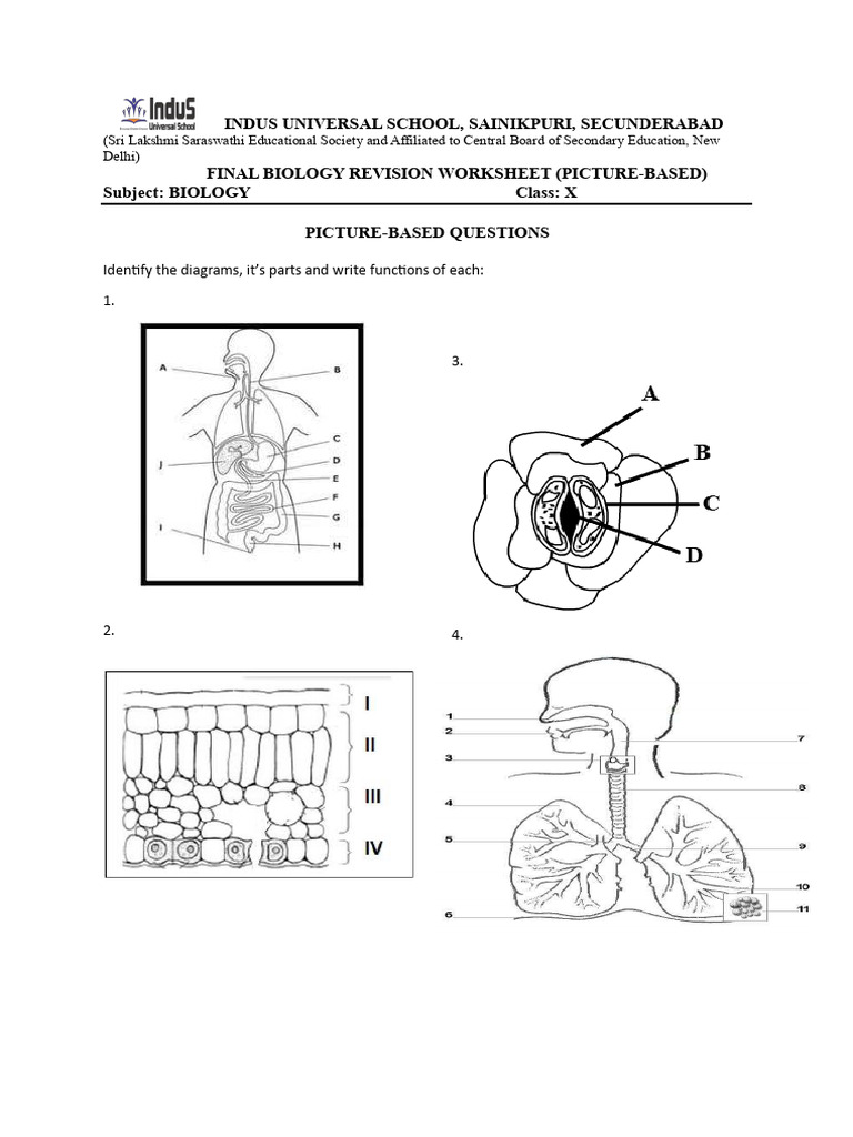 Grade 10 Bio Picture Based Questions Final | PDF
