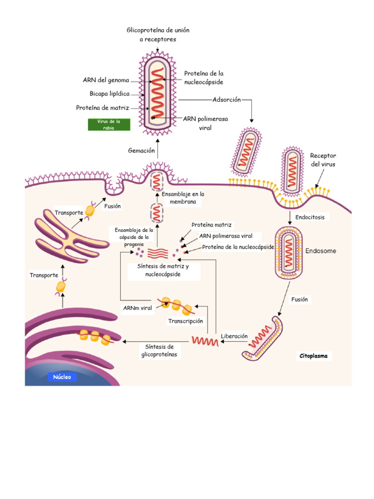 Ciclo de Replicación Viral de La Rabia | PDF | Virus | Rna