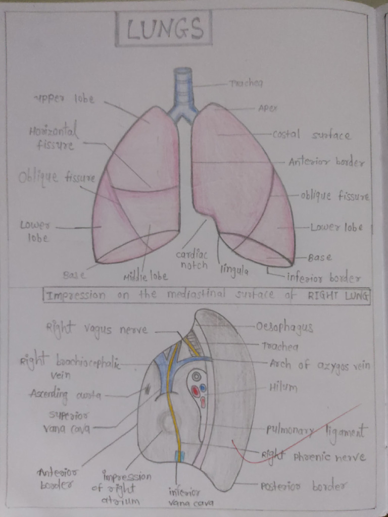 Soft Organ | PDF