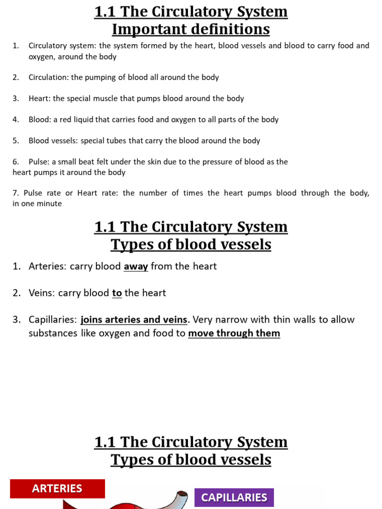 Understanding the Circulatory System | PDF