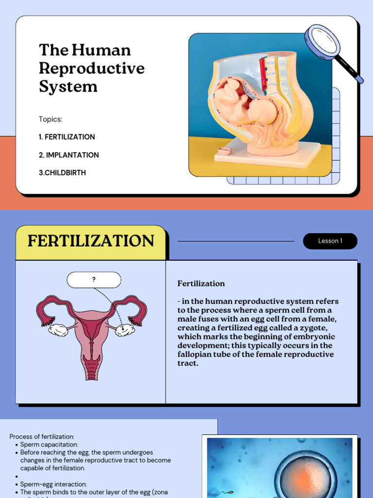 Understanding Human Reproduction Education Presentation in Blue Yellow ...