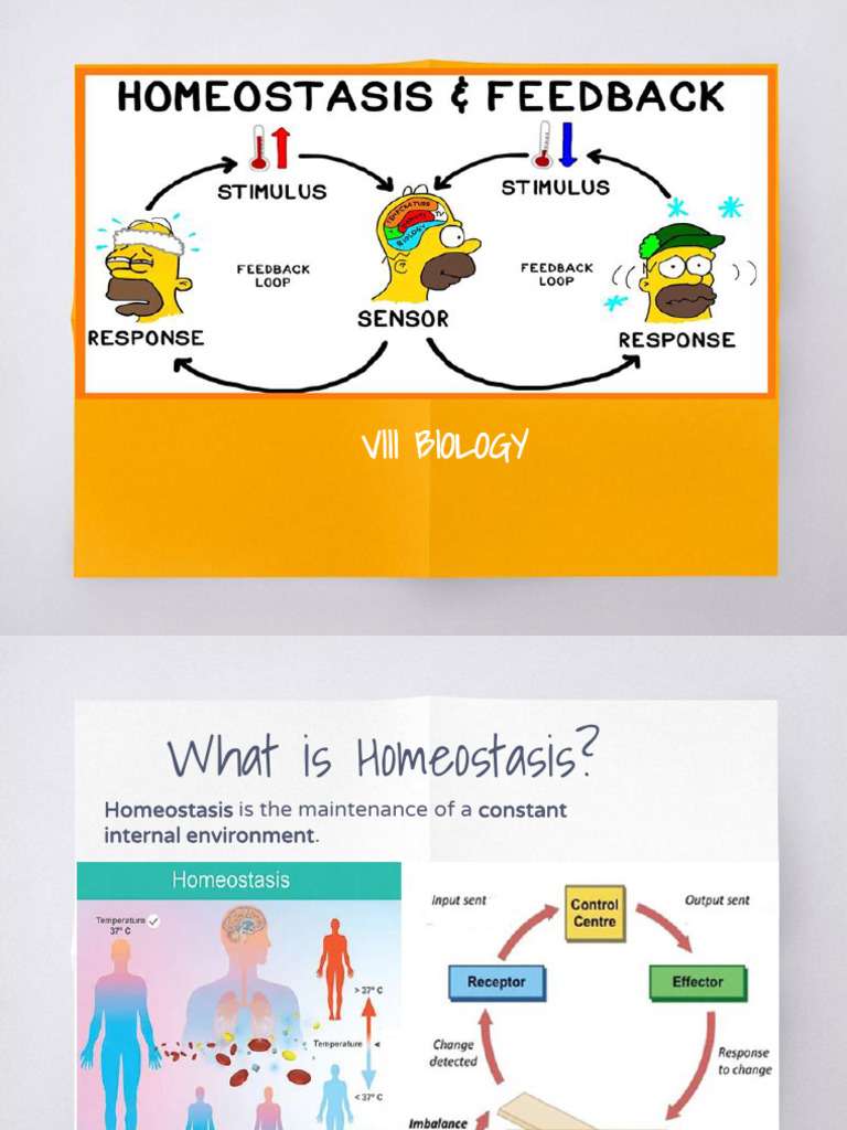 Understanding Homeostasis in Biology | PDF | Kidney | Homeostasis