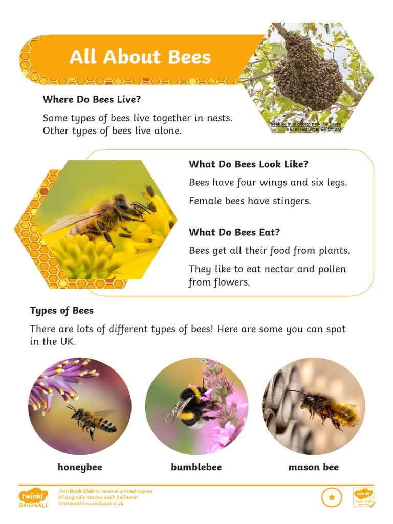 T e 1662474243 All About Bees Year 2 Differentiated Non Fiction Reading ...