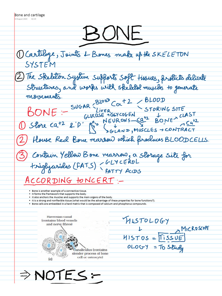 Bone and cartilage | PDF | Bone | Cartilage
