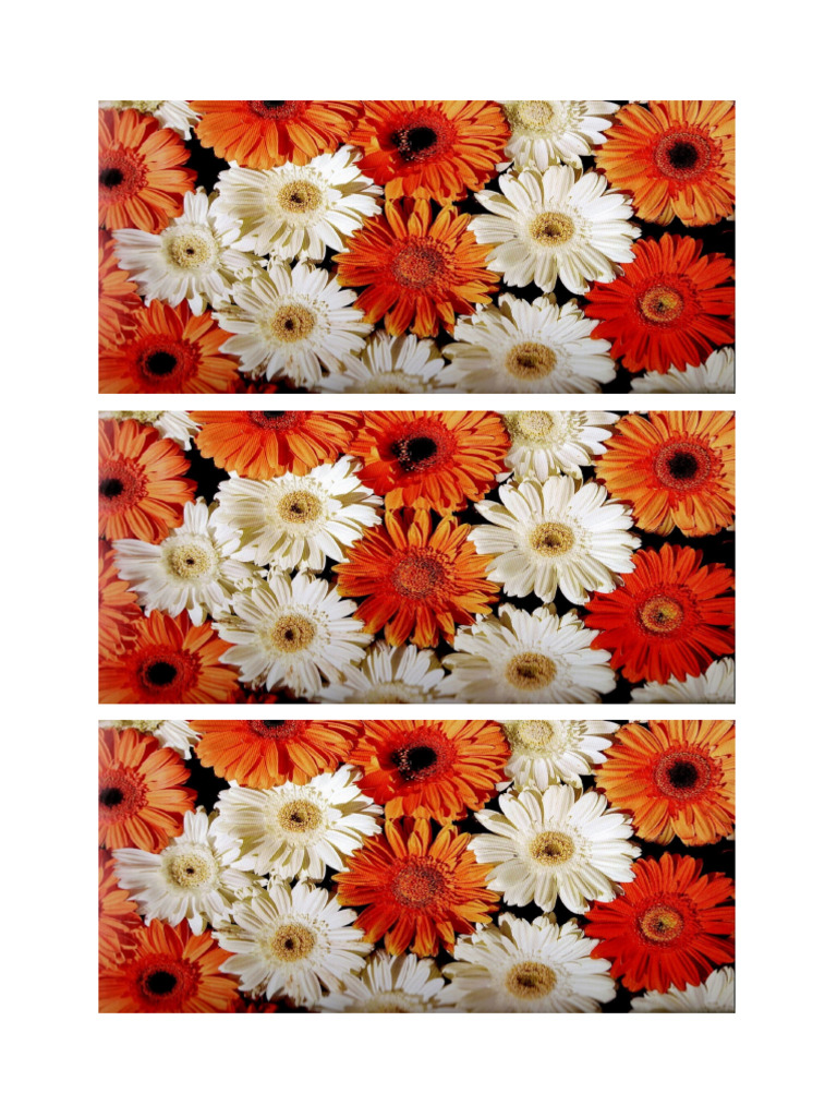 Gerbera | PDF