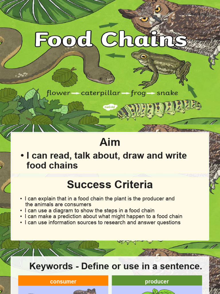 S3_W23_U4.3 Food Chains (self-study material) | PDF | Foods | Zoology