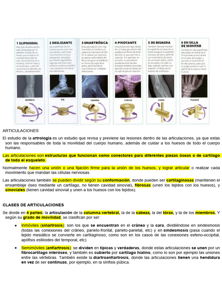 C3 Apunts Examen Ossos Musculs Articulacions PDF | PDF