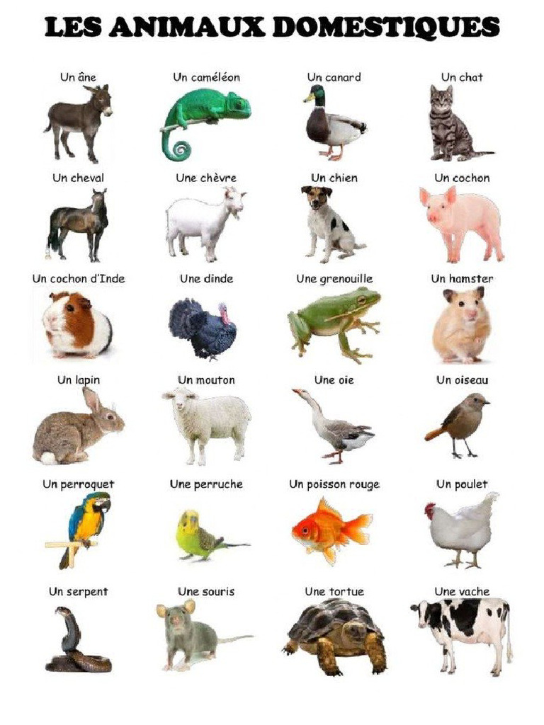 Les Animaux Domestiques Et Sauvages | PDF