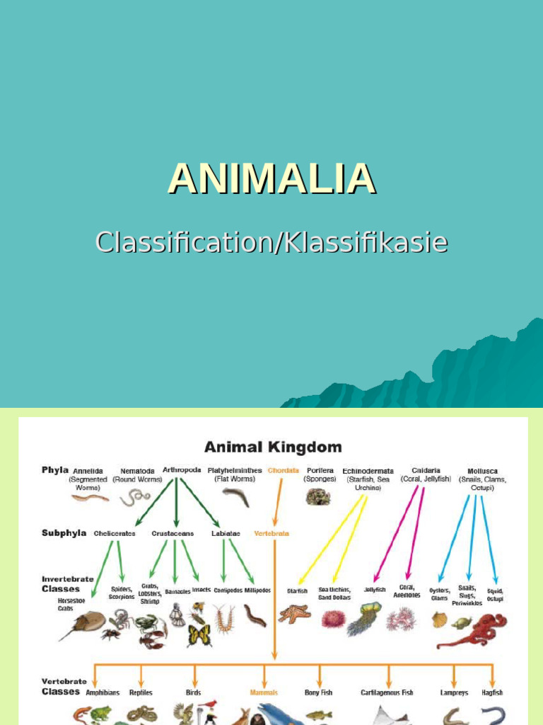 Animalia | PDF