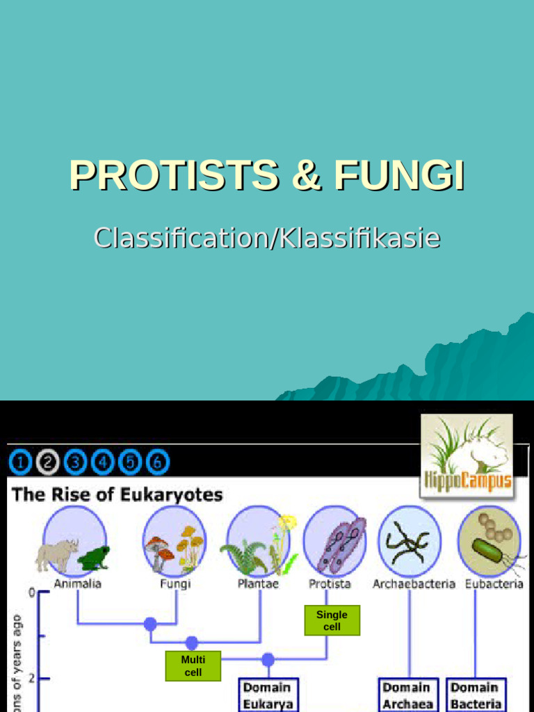 Protists Fungi | PDF