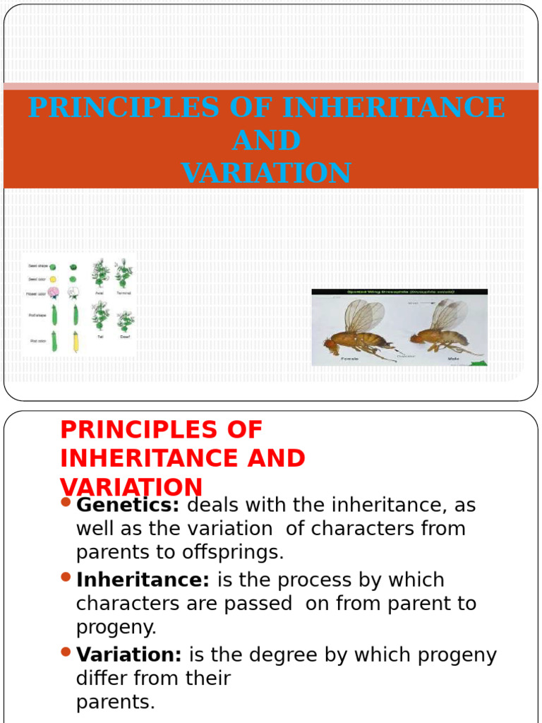 Principles of Inheritance and Variation | PDF | Dominance (Genetics ...