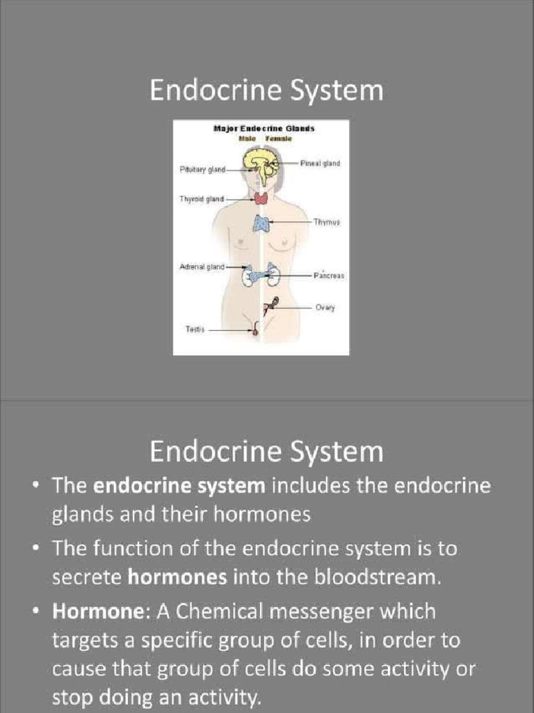 Endocrine System | PDF