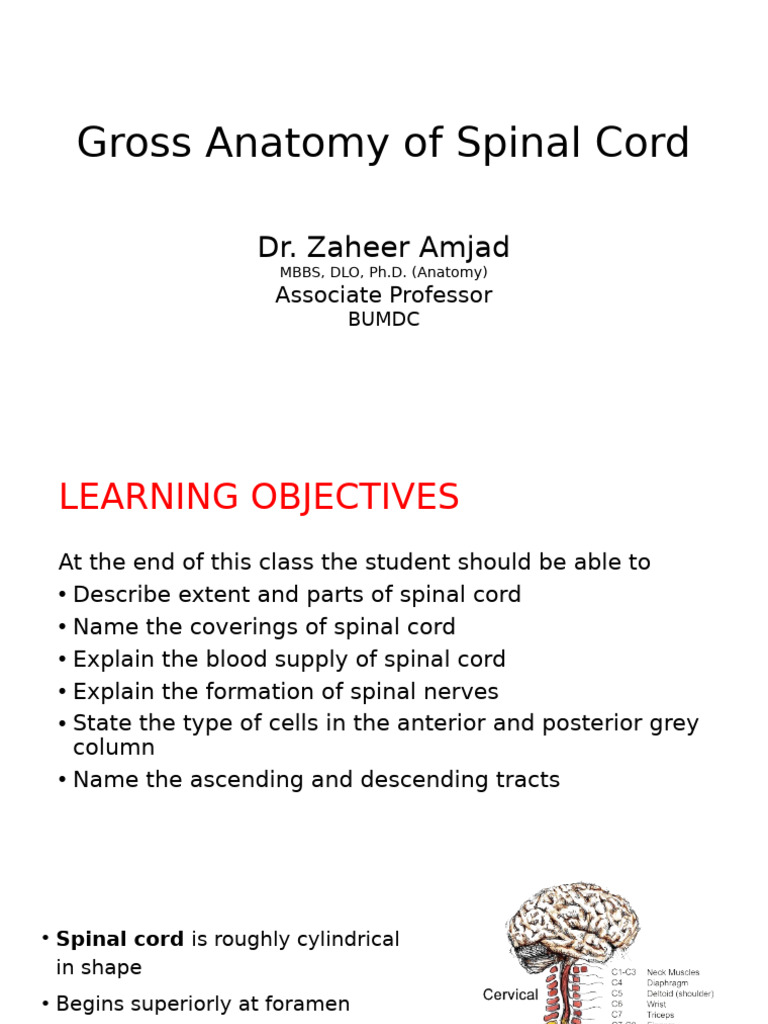 Spinal Cord Anatomy and Functions | PDF | Spinal Cord | Neuroanatomy